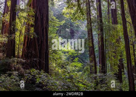 Sunbeams pierce through a redwood forest Stock Photo - Alamy