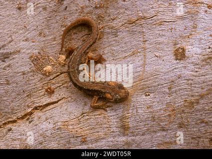 The southern banded newt (Ommatotriton vittatus) is a species of ...