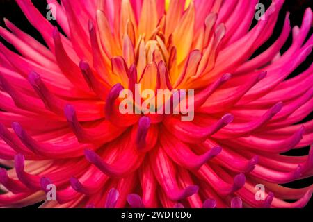Colorful Pink Yellow AC Poke Cactus Dahlia Flower Blossom Bellevue ...