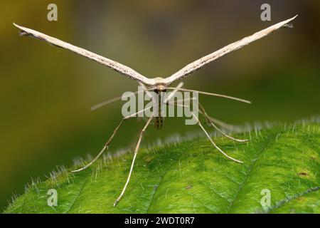 Overwintering Common Plume moth (Emmelina monodactyla) on bramble leaf ...