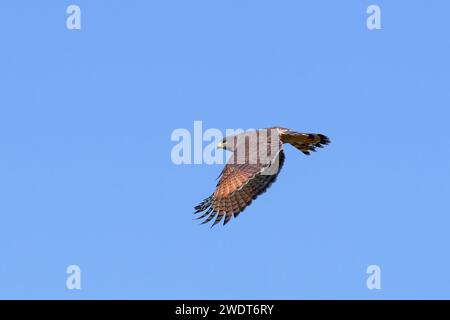 Flying Roadside Hawk (Rupornis magnirostris), Serra da Canastra ...