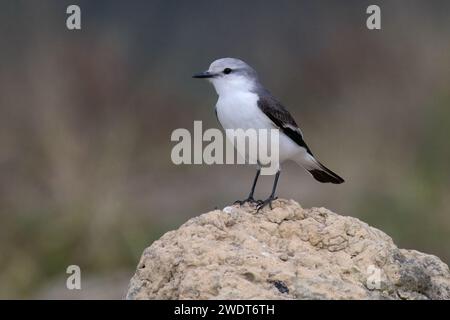 White-rumped Monjita (Xolmis velatus), Serra da Canastra National Park ...