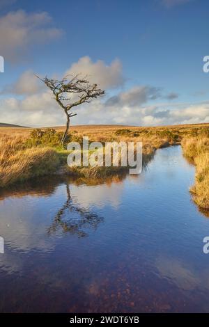 Autumn across the marshy open moors of Dartmoor, Gidleigh Common, near ...