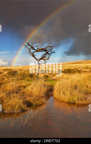Autumn across the marshy open moors of Dartmoor, Gidleigh Common, near ...
