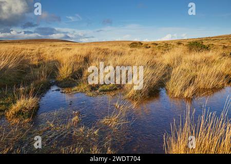 Autumn across the marshy open moors of Dartmoor, Gidleigh Common, near ...