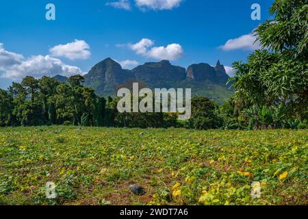 View of farm land and mountains from near Ripailles, Mauritius, Indian ...