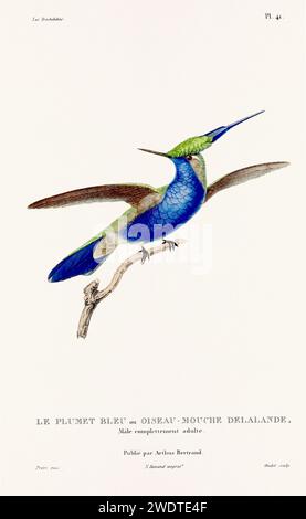 Vintage hummingbird print. 19th-Century French Hummingbird Illustration ...