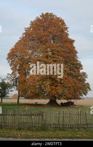 Horse-chestnut (Aesculus hippocastanum), Saxony, Germany, Europe Stock ...