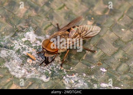Horse and Deer Flies (Tabanidae Stock Photo - Alamy