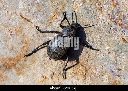 Blaps Genus, Darkling Beetle Stock Photo - Alamy