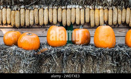 a composition of pumpkins made for the halloween party Stock Photo - Alamy