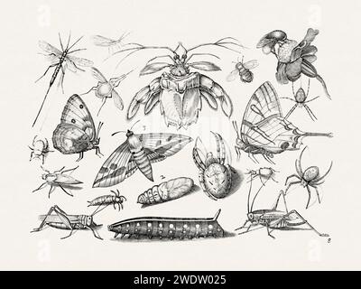 Antique Bugs Illustration: 17th-Century Insects by Jacob Hoefnagel ...