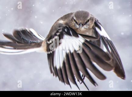 Northern Mockingbird on the bird feeder Stock Photo - Alamy