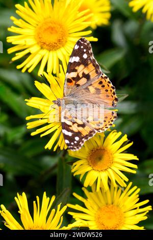 Vanessa cardui Family Nymphalidae Genus Vanessa Painted lady butterfly ...