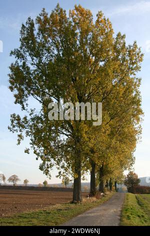 Poplar in Fall Stock Photo - Alamy