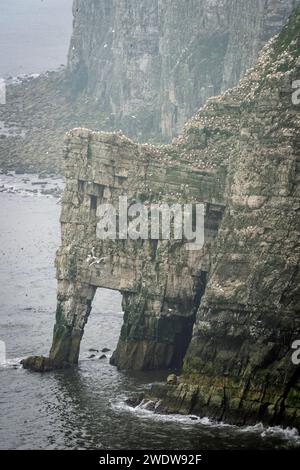 nesting kittiwake and razorbill seabirds on cliff face kebble and ...