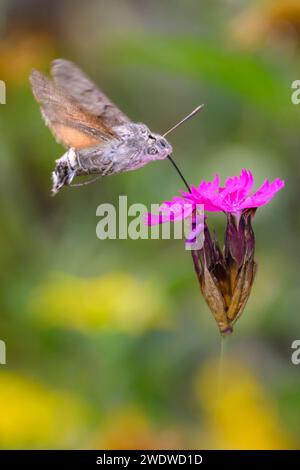 Hummingbird hawk-moth sucks nectar from tiny tubular flowers long ...