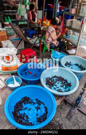 Insects on sale at a stall at the animal market in Bangkok, Thailand ...
