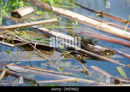 toad in the lake, very realistic, the toad makes eye contact Stock ...