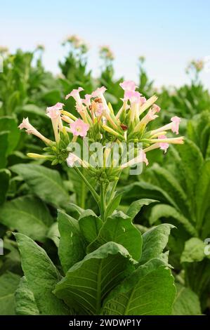 Tobacco (Nicotiana tabacum) is an annual herb native to tropical ...