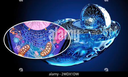 4K abstract illustration of the biological cell and the mitochondria ...