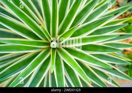 Agave with wide star shaped leaves radiating out with green shades of ...