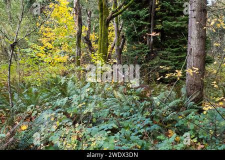 Wildlife in Discovery park in Seattle Stock Photo - Alamy