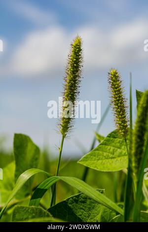 Setaria grows in the field in nature Stock Photo - Alamy