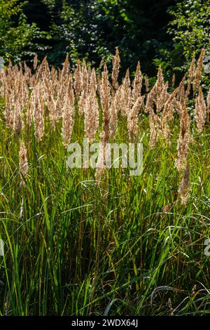 Inflorescence of wood small-reed Calamagrostis epigejos on a meadow ...