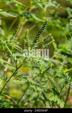 Blooming Ambrosia artemisiifolia is a dangerous allergenic plants. weed ...