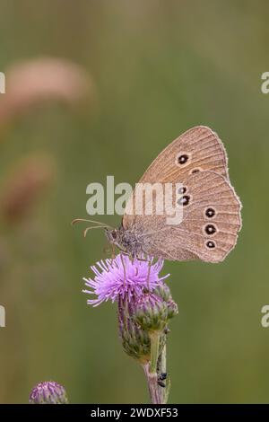 Brown forest bird butterfly, also called chimney sweeper (Aphantopus ...