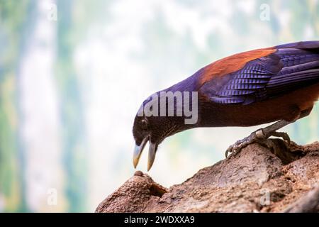 Exquisite Lidth's Jay (Garrulus lidthi) captured amidst the lush ...