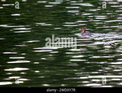 Charming Little Grebe (Tachybaptus ruficollis) gracefully navigating ...