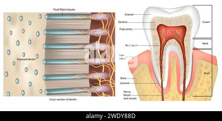 Anatomy of Bone Labeled Diagram Stock Vector Image & Art - Alamy