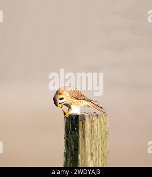 American Kestrel Female Eating Potato Bug Stock Photo - Alamy