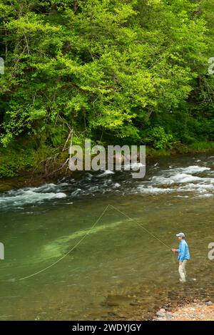 Fly fishing the Lewis River, Gifford Pinchot National Forest ...