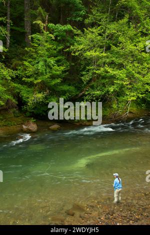 Fly fishing the Lewis River, Gifford Pinchot National Forest ...