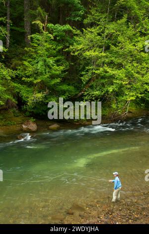 Fly fishing the Lewis River, Gifford Pinchot National Forest ...