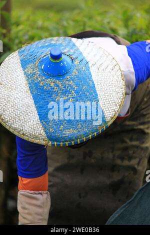 Plantation workers farming in Java Indonesia during Dutch Colonial ...
