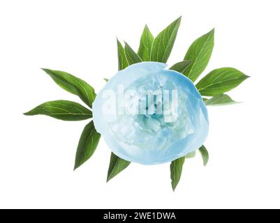 Beautiful light blue peony with green leaves on white background Stock ...