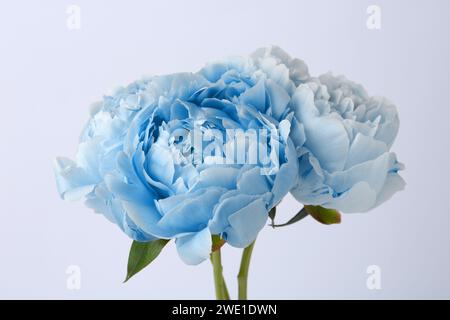 Beautiful light blue peonies on pink background, top view. Space for ...