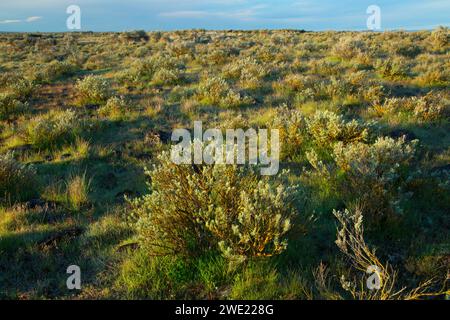 Sagebrush desert along Burke Lake trail, Quincy Lakes Unit - Desert ...