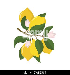 A lemon sprig with lemon fruits in a flat style. Vector illustration ...