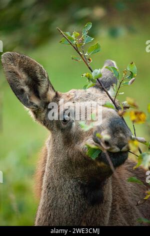 Moose calf eating twigs Stock Photo - Alamy