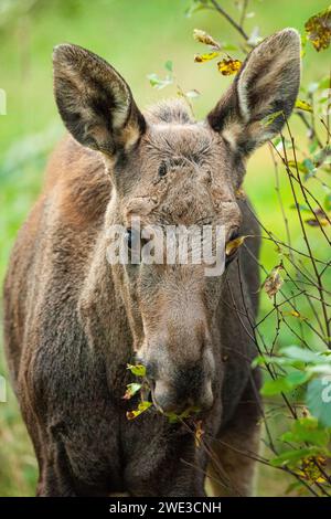 Moose calf eating twigs Stock Photo - Alamy