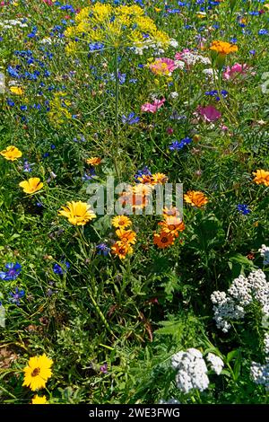 Blumen, Blüten, Detail, Deutschland, Europa, Niedersachsen, Pflanzen ...