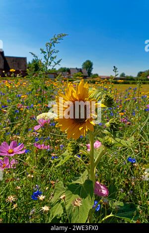 Blumen, Blüten, Bäume, Detail, Deutschland, Europa, Gebäu Gärten ...