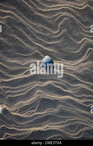 Norderney. 22 JAN 2024. Muschel am Strand von Norderney OSTFRIESLAND ...