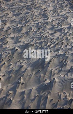 Norderney. 22 JAN 2024. Muschel am Strand von Norderney OSTFRIESLAND ...