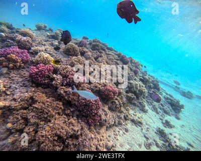 Shoal tropical blue back fish underwater at the coral reef. Underwater ...
